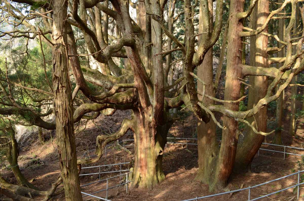 Japanese Cedar Of Takamoridon :400 Years Old Japanese Cedar With ...