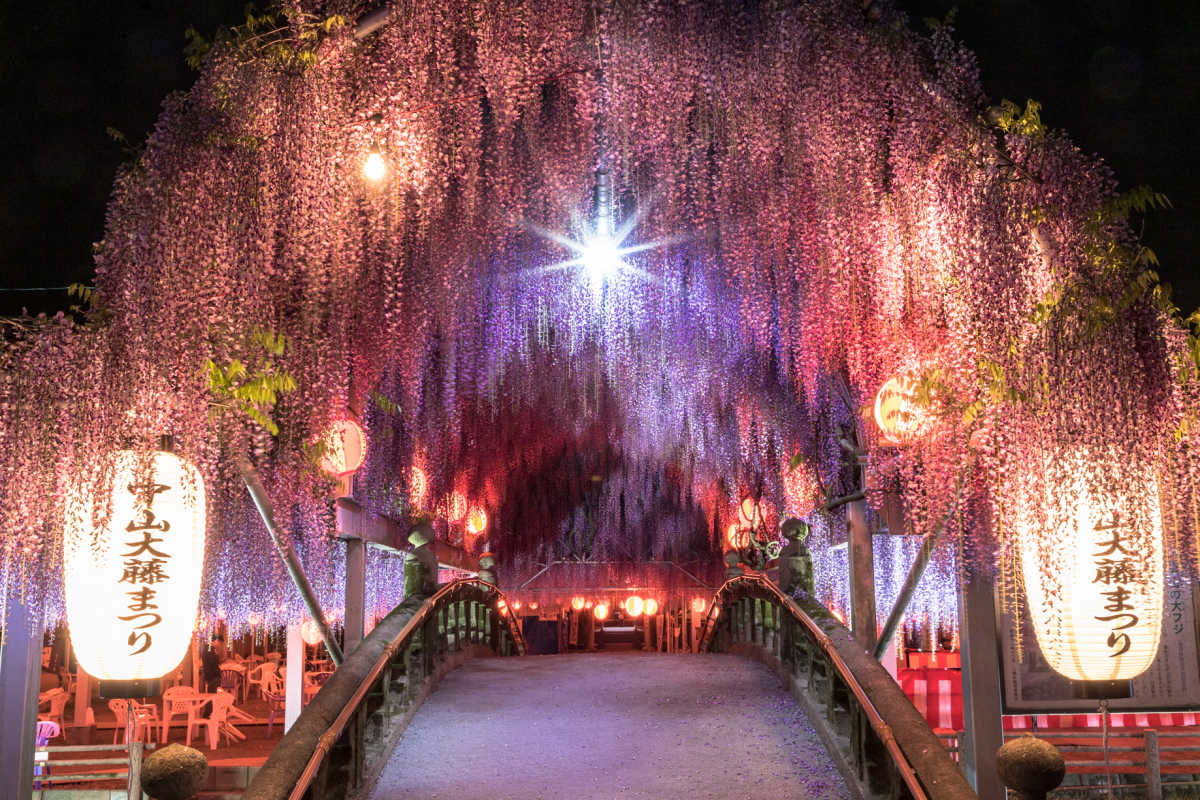 Nakayama Wisteria Flowers:300 Year Old Wisteria Trees - TRIPROUD